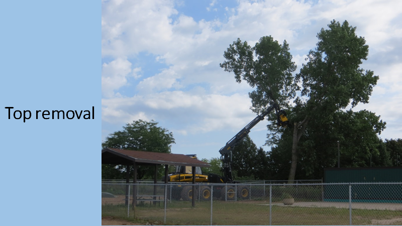 Large-scale urban tree removal using mechanized logging equipment