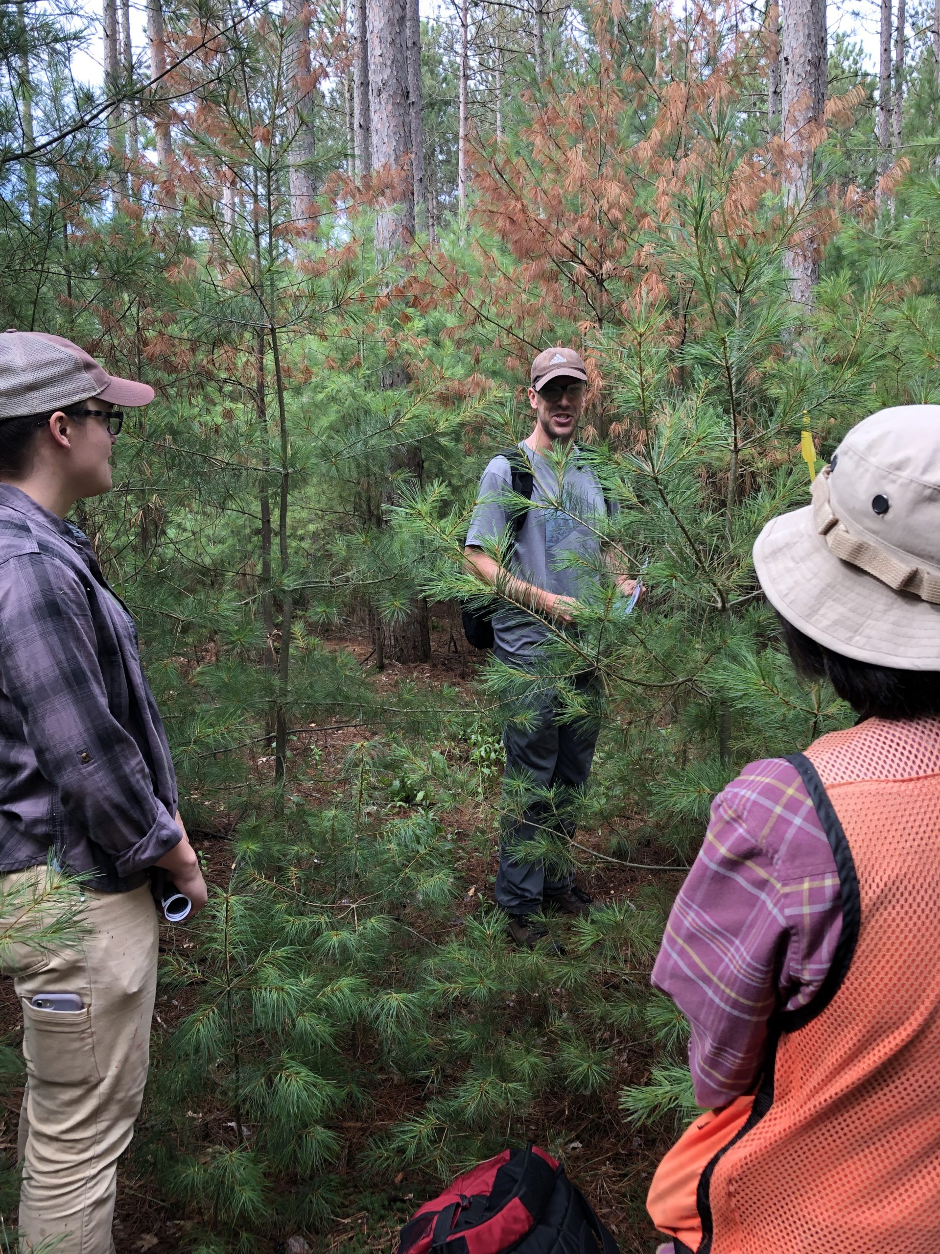 Forest health staff fight forest pests