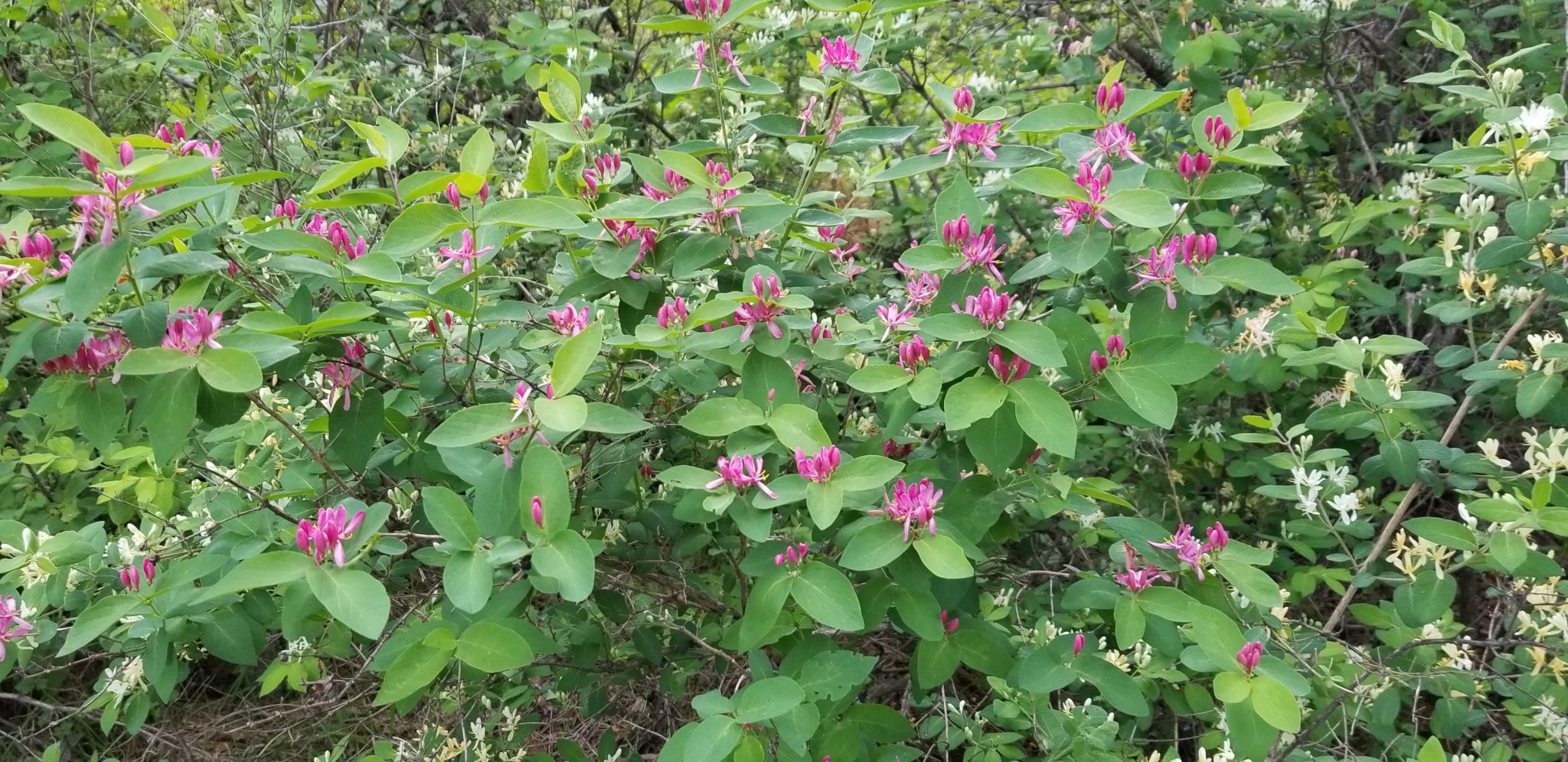 “Spring” into action with invasives in focus