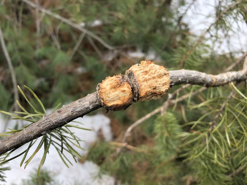 Gall rusts on jack pine