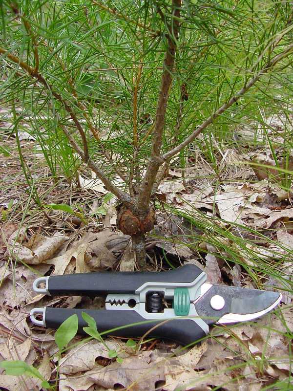 Gall rusts on jack pine