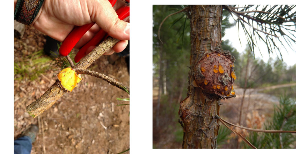Gall rusts on jack pine