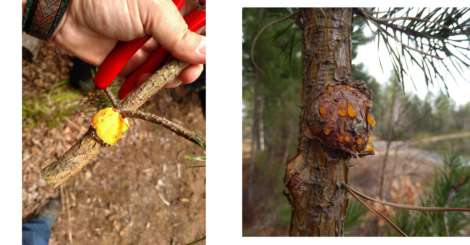 Gall rusts on jack pine