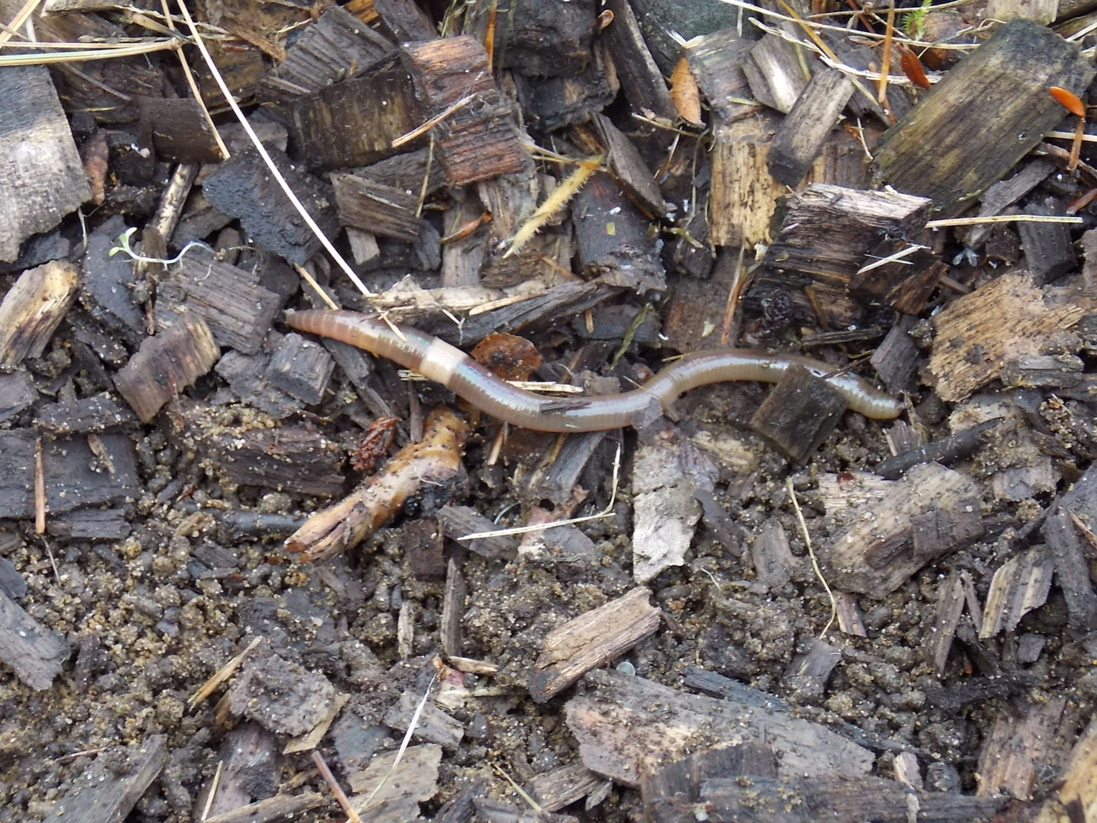 Preliminary findings are promising first step in control of jumping worms