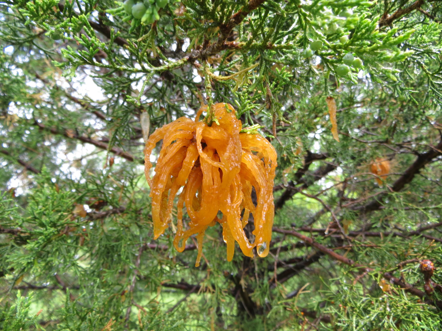 What’s that orange goo?!