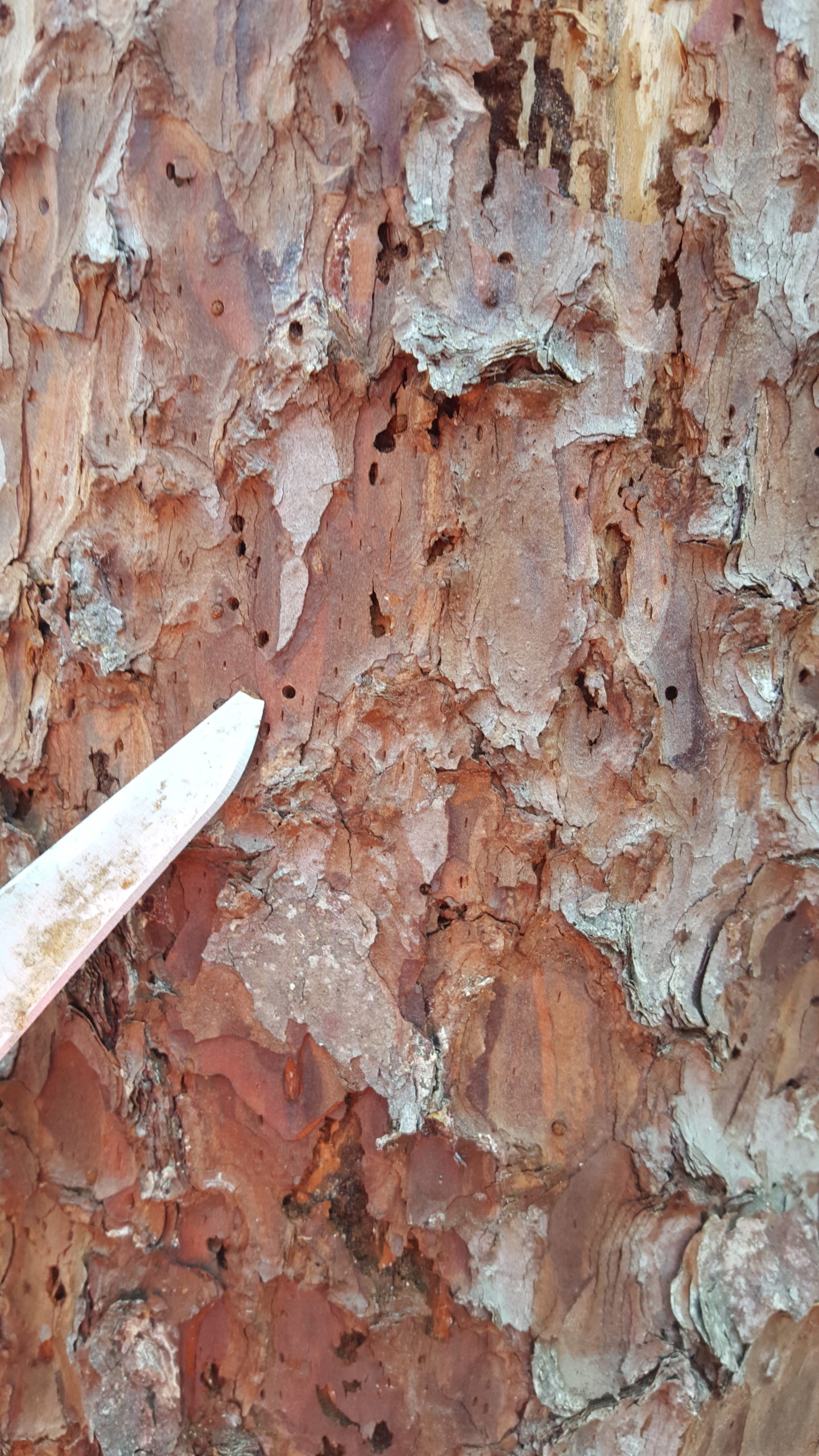 Larch casebearer and eastern larch beetle: two problems for tamarack