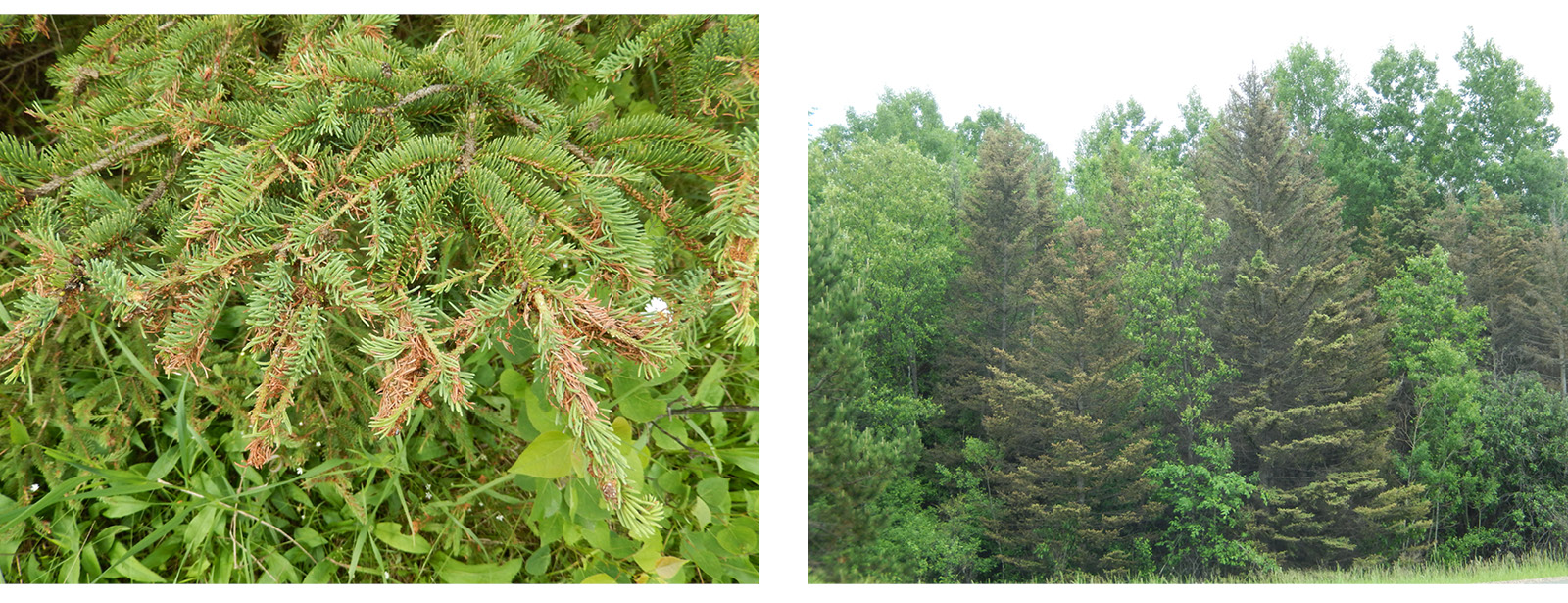 Spruce budworm defoliation showing up