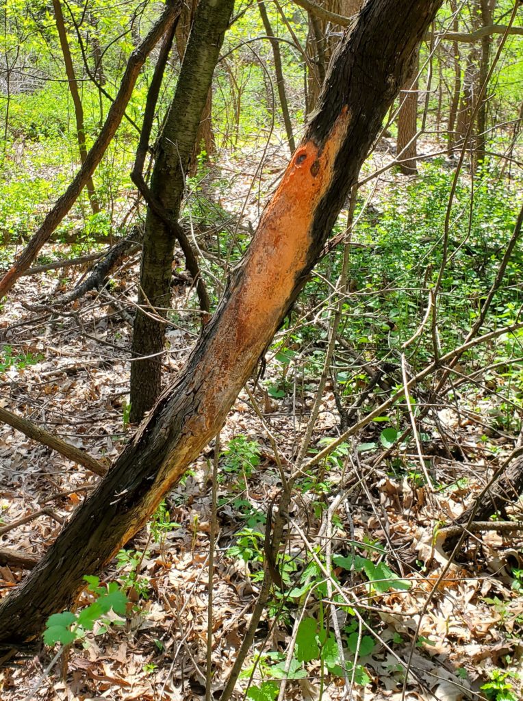 What’s that orange goo?!