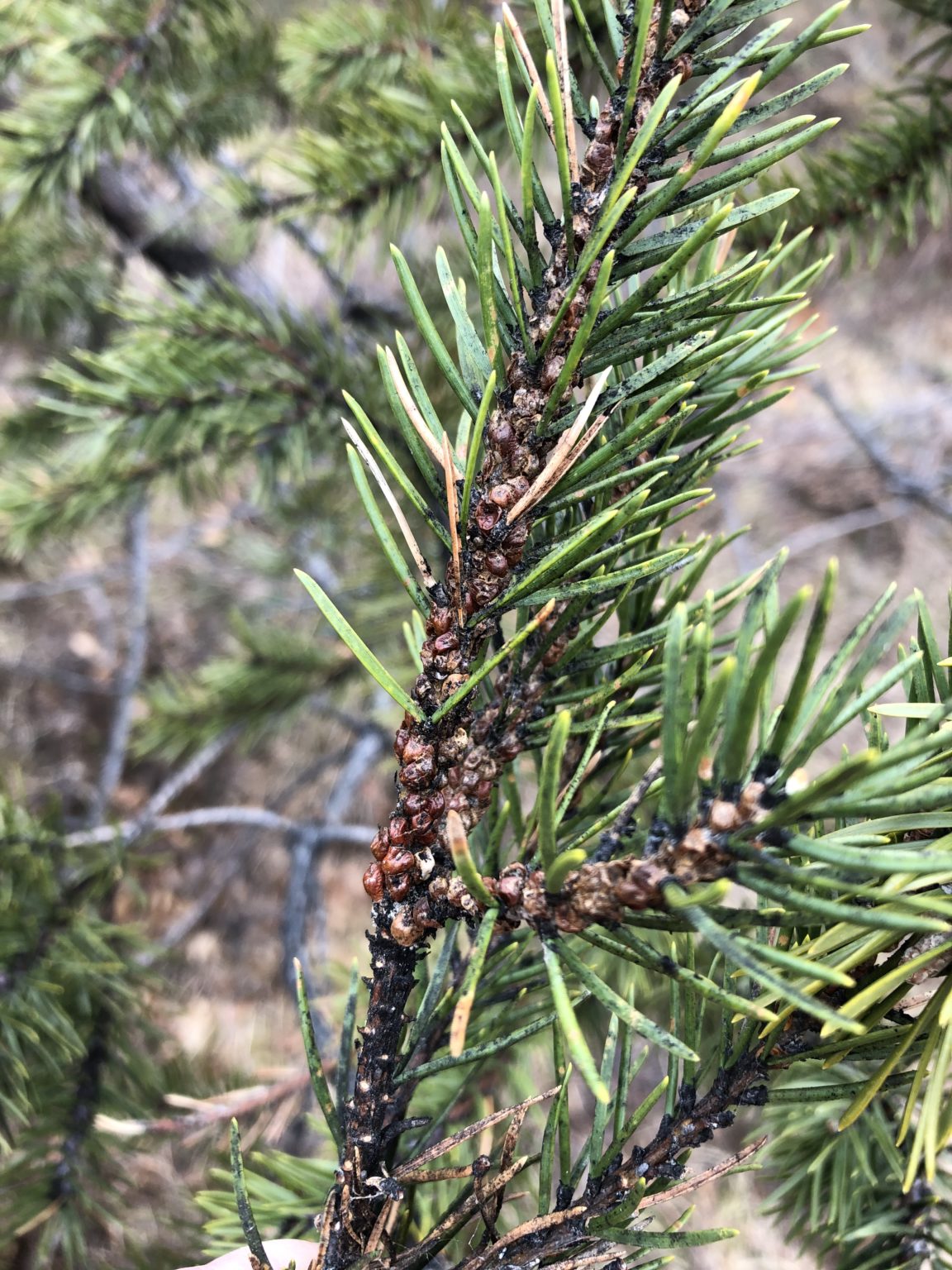 Pine tortoise scale can cause branch and tree mortality, sooty mold ...