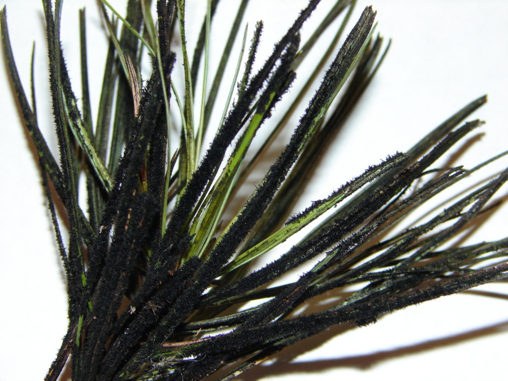 Pine tortoise scale can cause branch and tree mortality, sooty mold ...