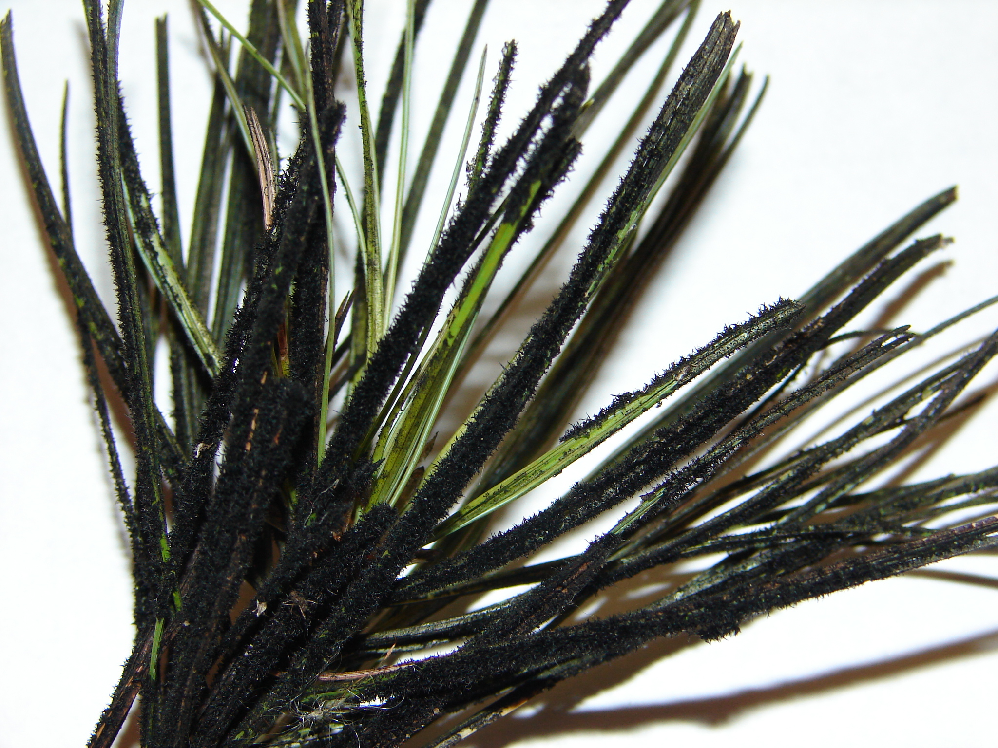 Pine tortoise scale can cause branch and tree mortality, sooty mold ...