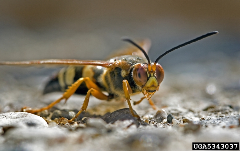 Wondering about large yellow wasps?