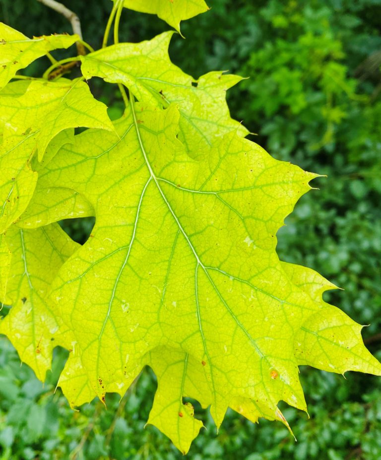 Chlorosis: common causes and next steps in management