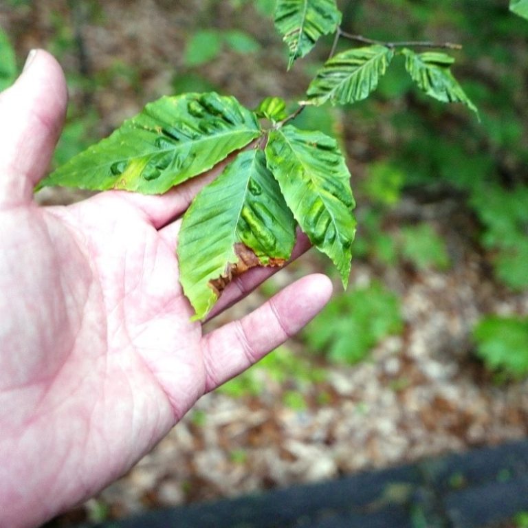 Be on the lookout for beech leaf disease