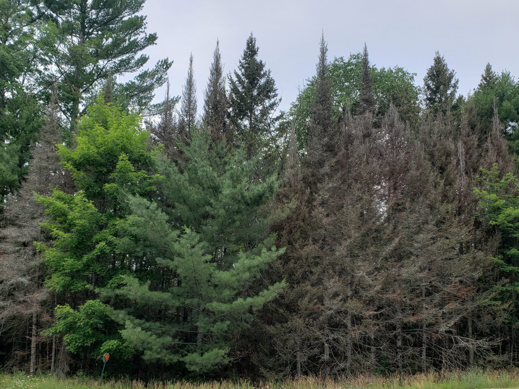 Spruce budworm and balsam fir mortality in northern Wisconsin