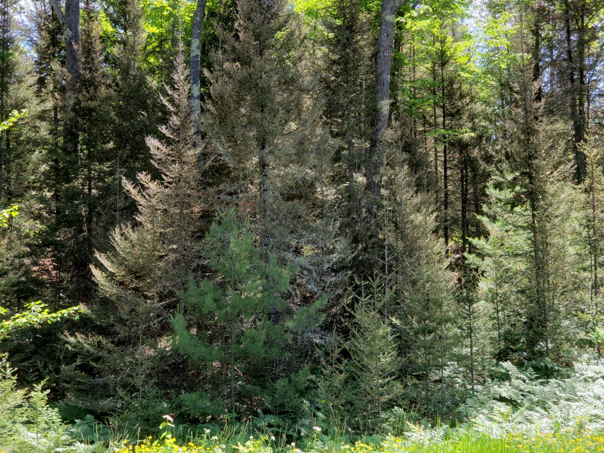 Spruce budworm and balsam fir mortality in northern Wisconsin