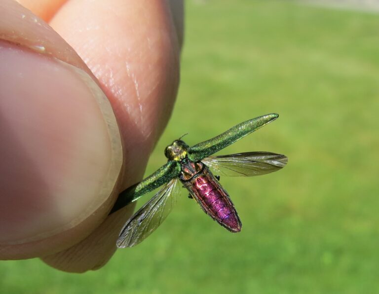 Emerald Ash Borer Found In Vilas County