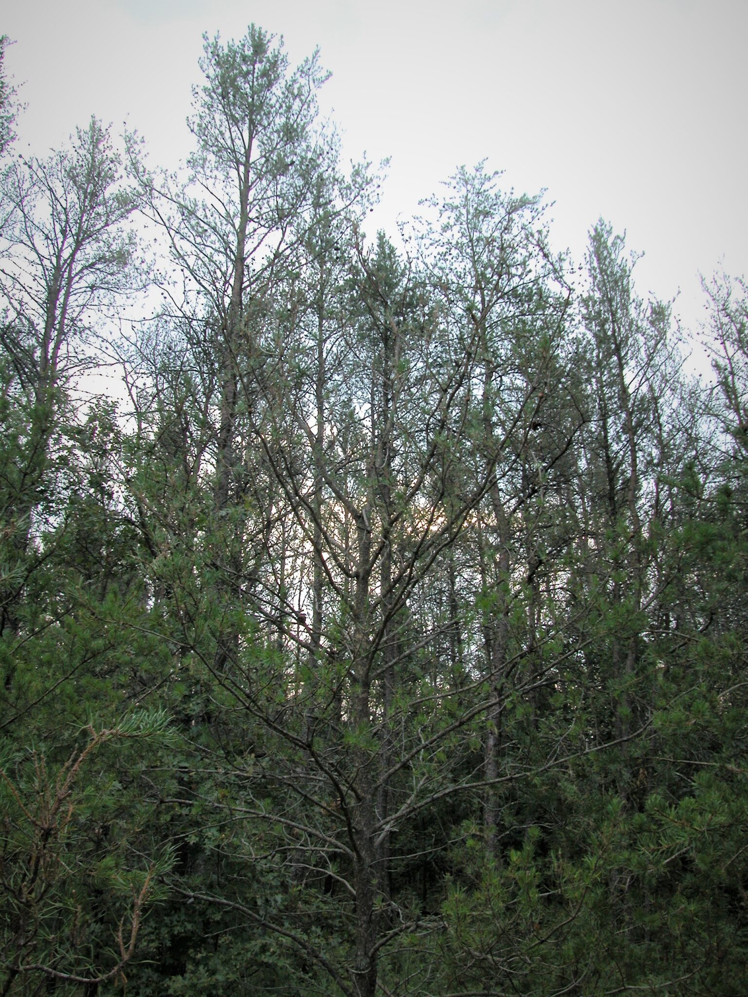 Jack pine budworm defoliation seen in Juneau County