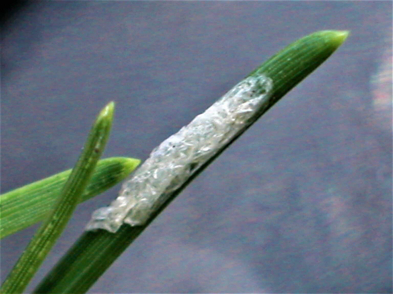 Jack pine budworm defoliation seen in Juneau County