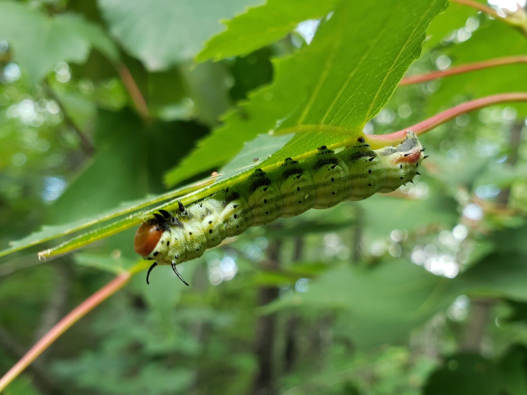 Green-striped mapleworm in northern Wisconsin