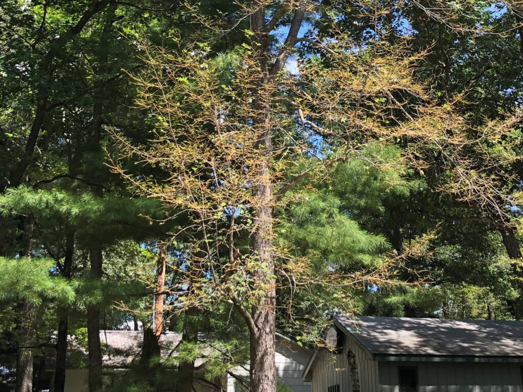 Green-striped mapleworm in northern Wisconsin