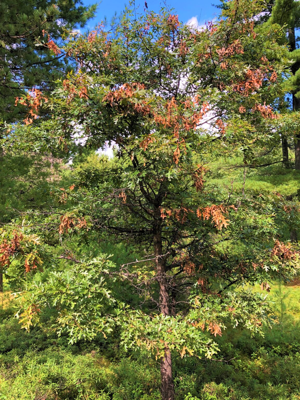 Oak webworms, blotchminers, skeletonizers and dead branch tips in late ...