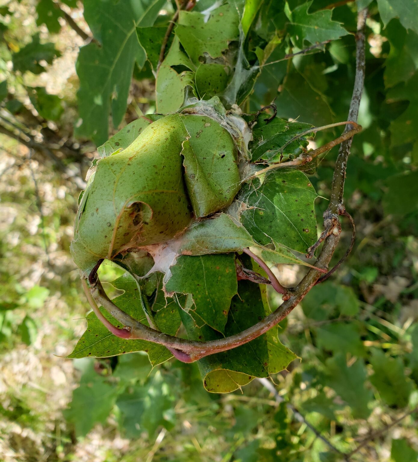 Oak webworms, blotchminers, skeletonizers and dead branch tips in late ...