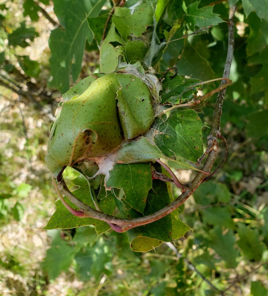 Oak webworms, blotchminers, skeletonizers and dead branch tips in late ...