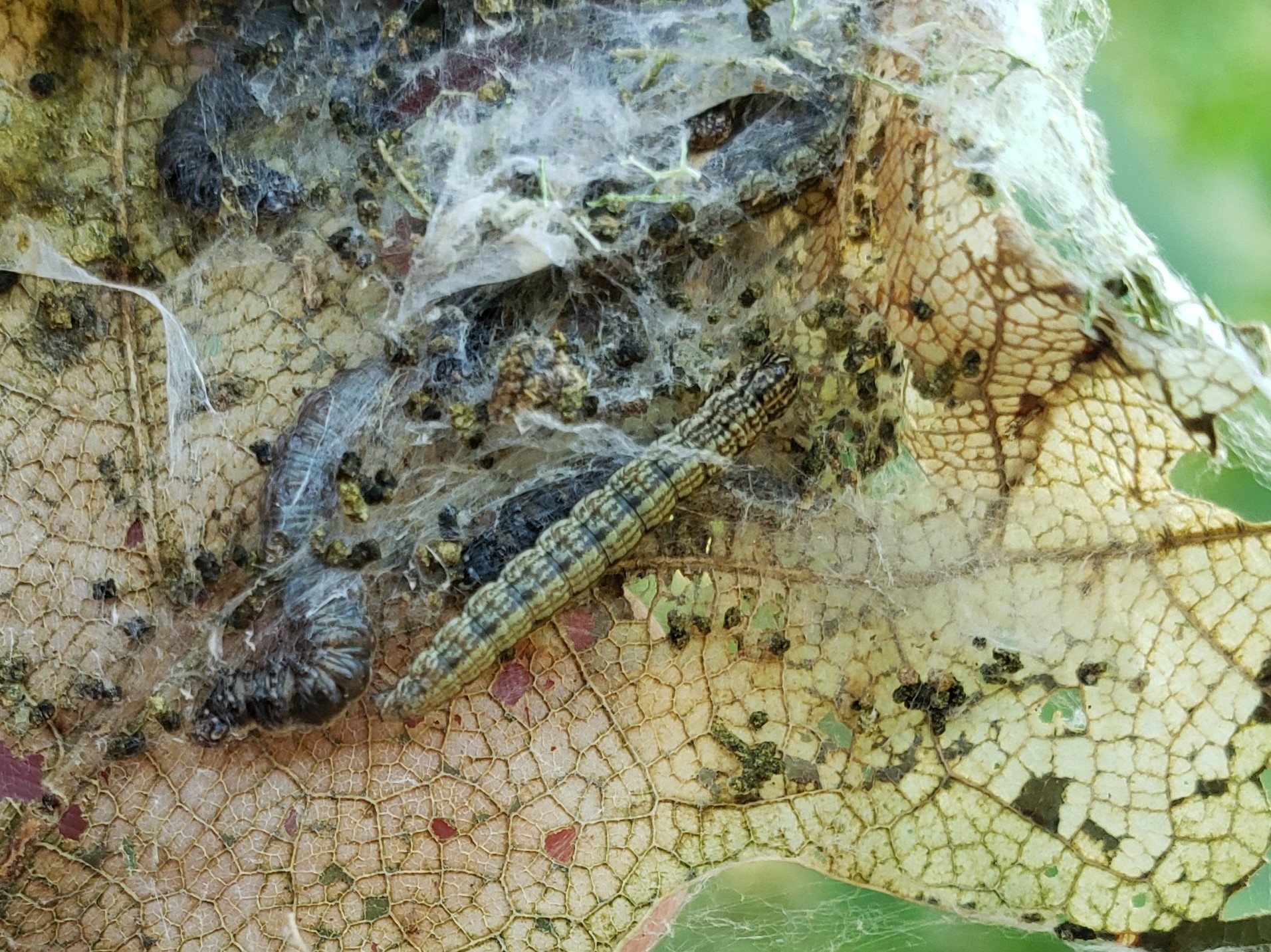 Oak webworms, blotchminers, skeletonizers and dead branch tips in late ...