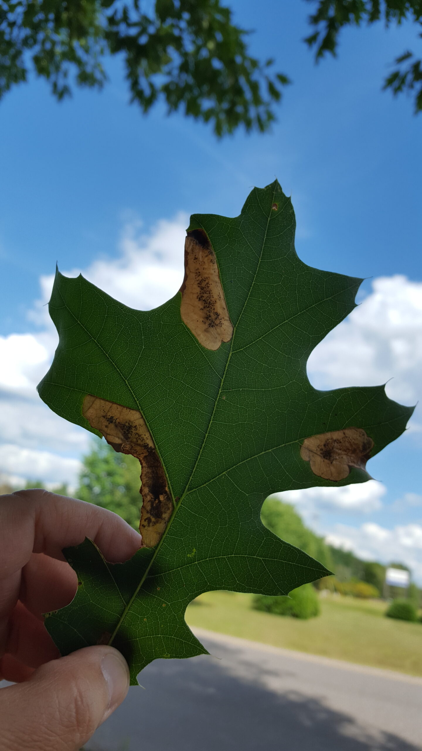 Oak webworms, blotchminers, skeletonizers and dead branch tips in late ...