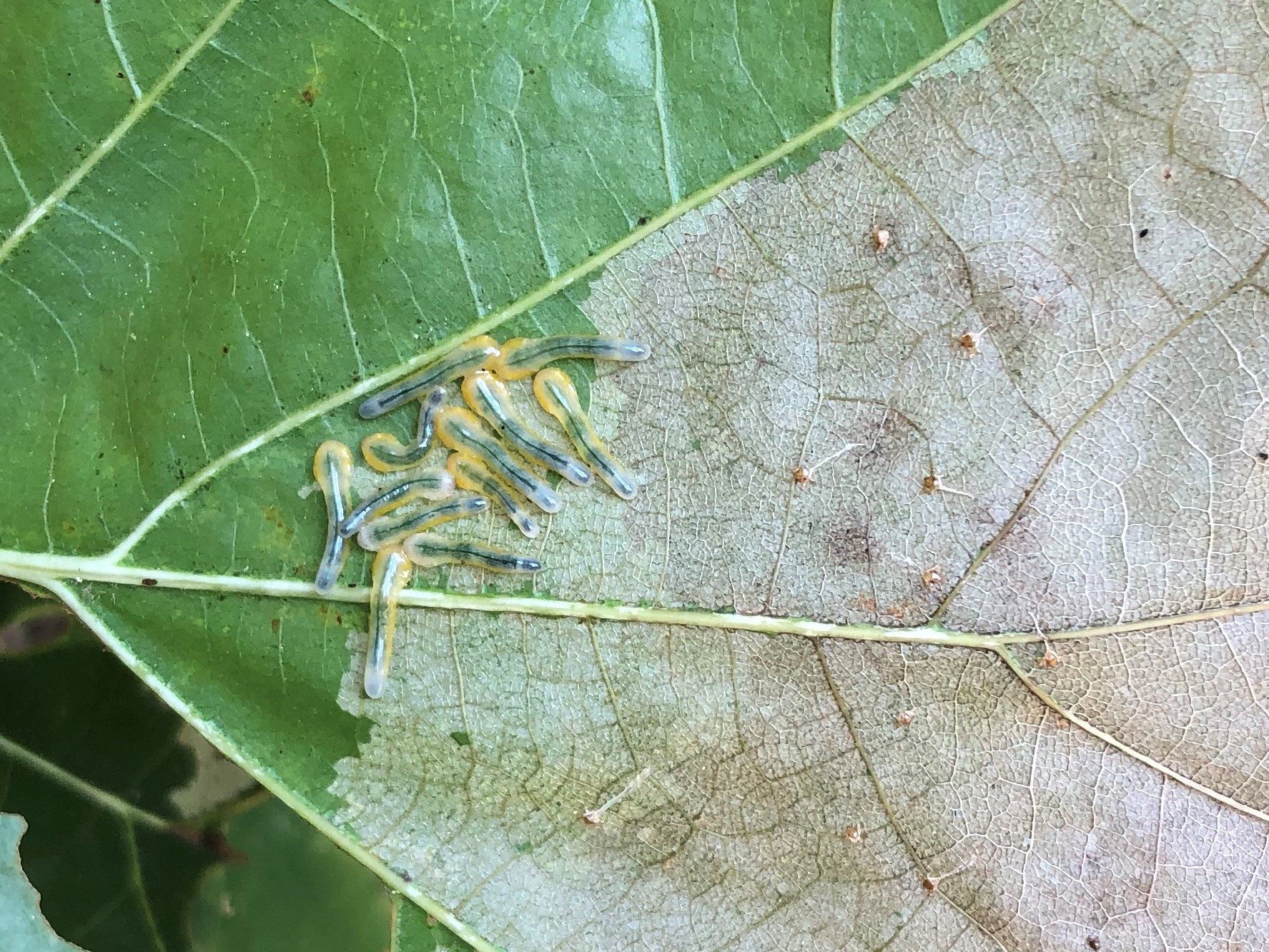 Oak webworms, blotchminers, skeletonizers and dead branch tips in late ...
