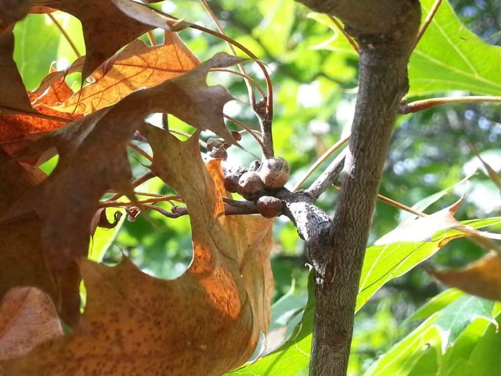 Oak webworms, blotchminers, skeletonizers and dead branch tips in late ...