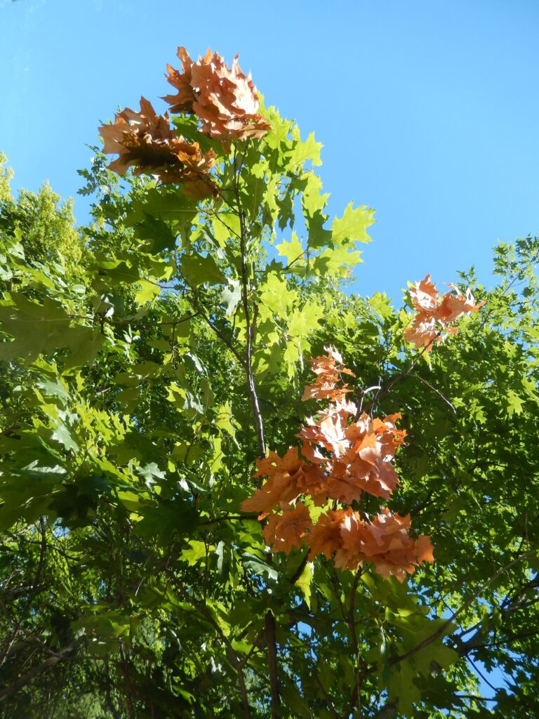 Oak webworms, blotchminers, skeletonizers and dead branch tips in late ...