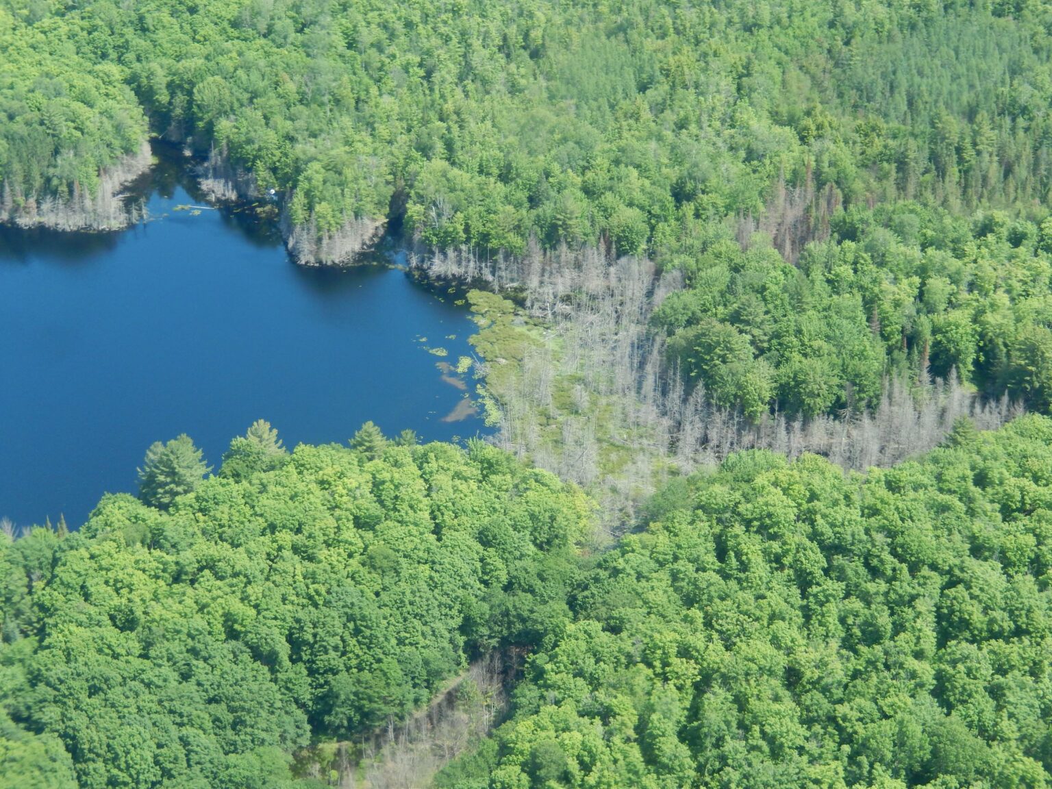 Tree mortality continues in flooded forests