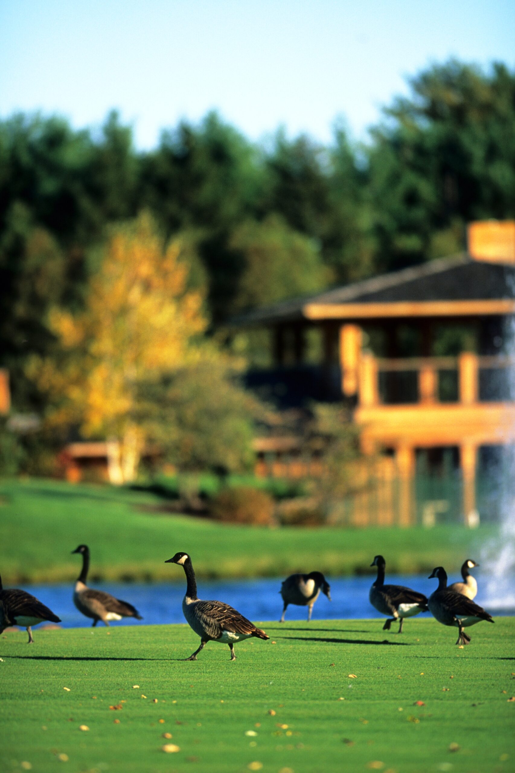 DNR Deer And Geese Damage Abatement And Control Grants Now Open