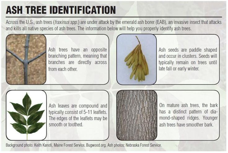 Deer hunters should avoid ash trees when placing deer stands this ...