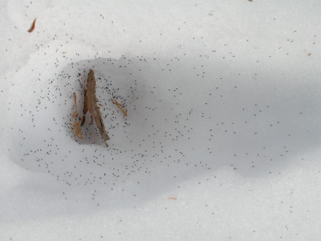 Snow Fleas Come To The Surface