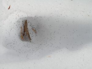 Snow Fleas Come To The Surface