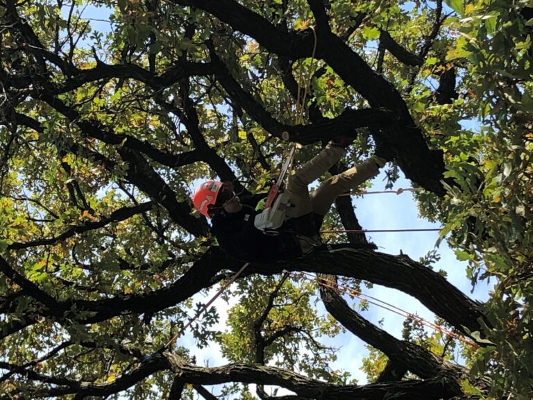 Madison College Now Enrolling Fall 2021 Arboriculture Students