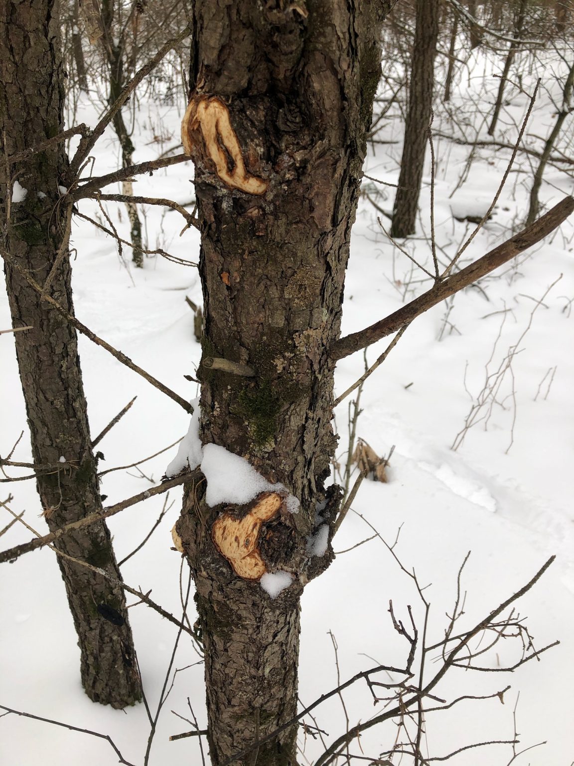 Stalactiform Stem Rust Of Jack Pine