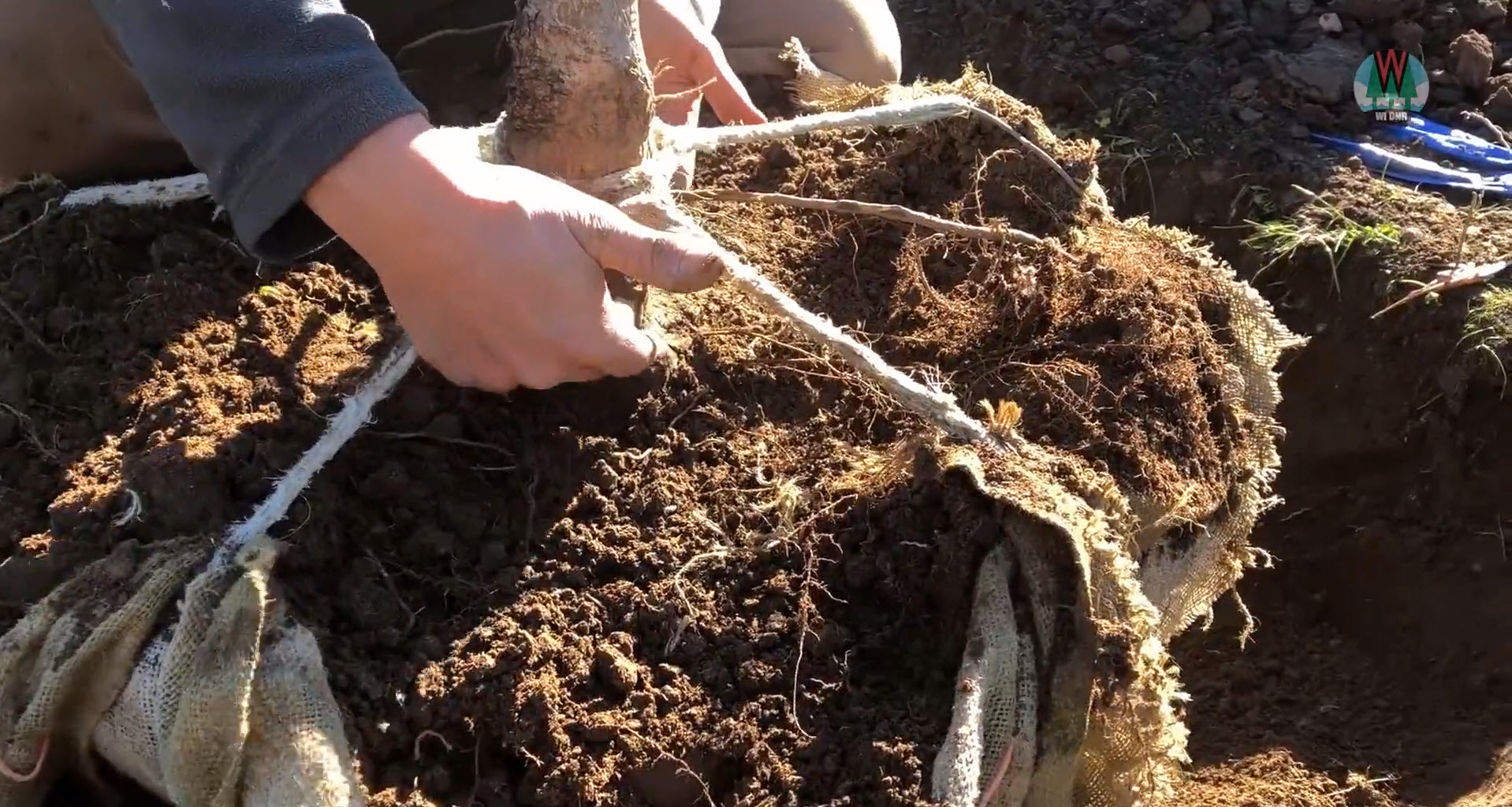 New Tree Planting Videos