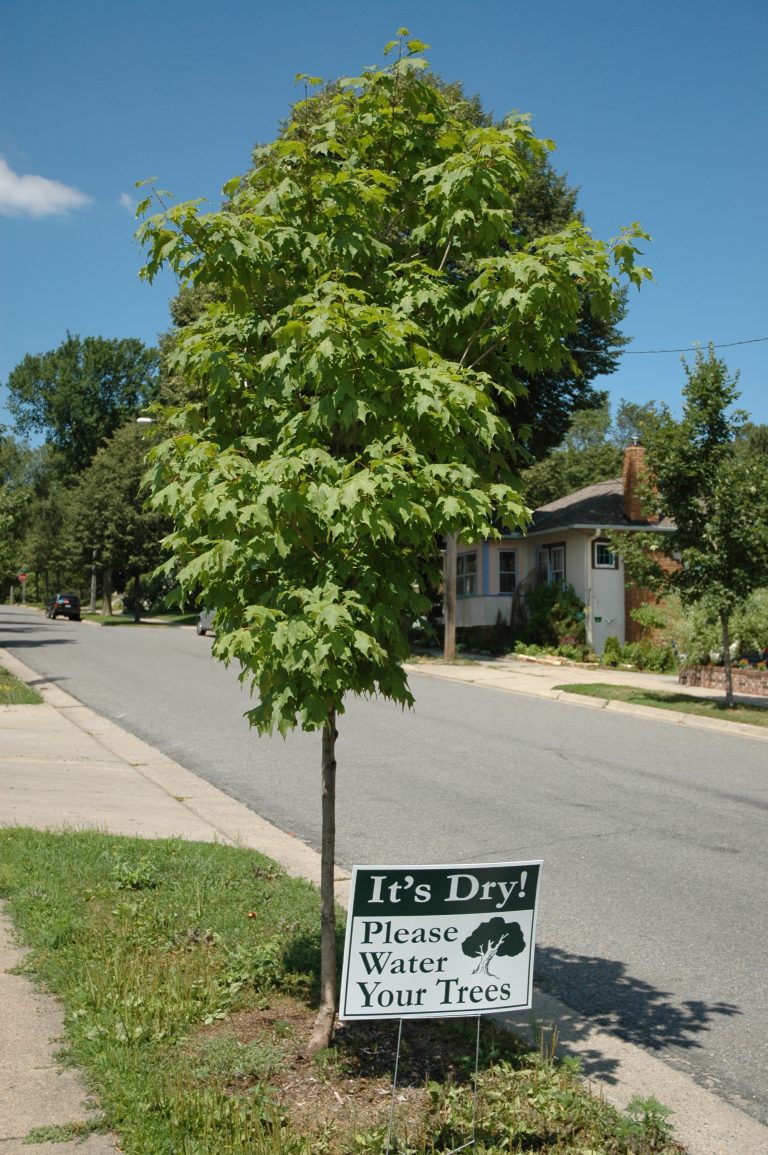 Watering Trees In A Drought