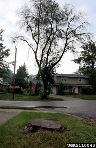 The Dangers And Costs Of Infested Ash Trees