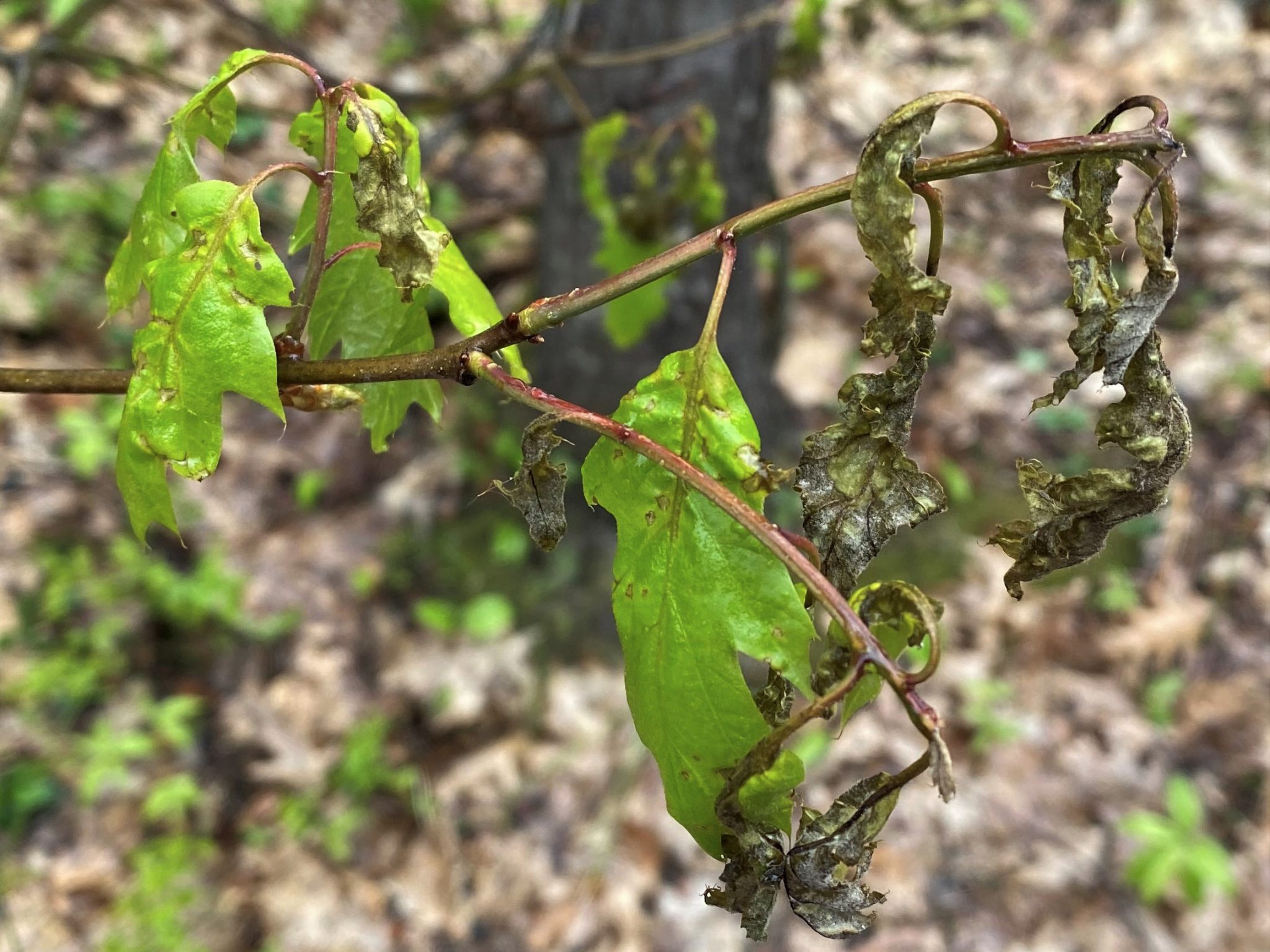 Oaks Hit Hard By Frost/Freeze Prior To Memorial Day