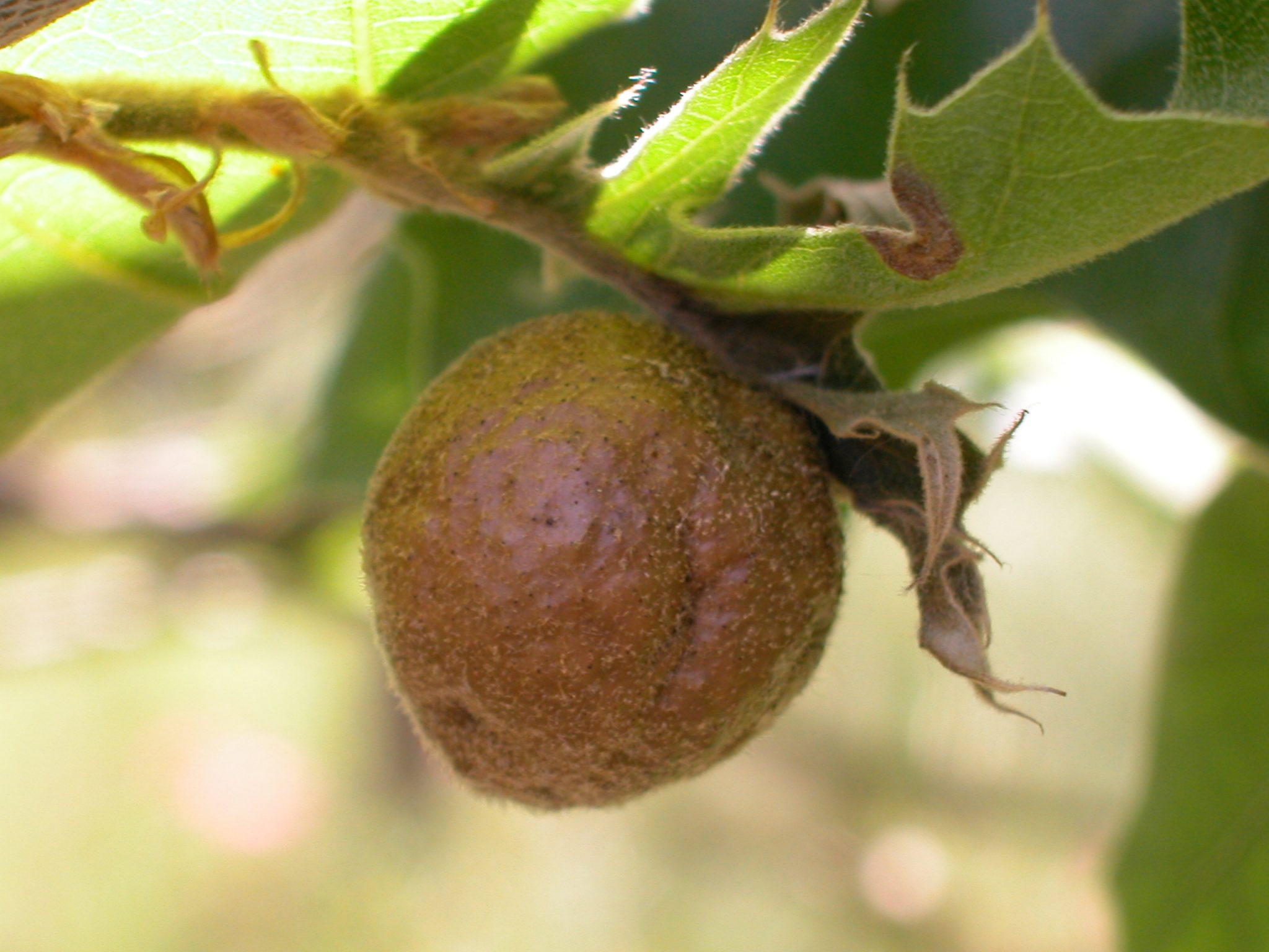 What is growing on that oak tree?