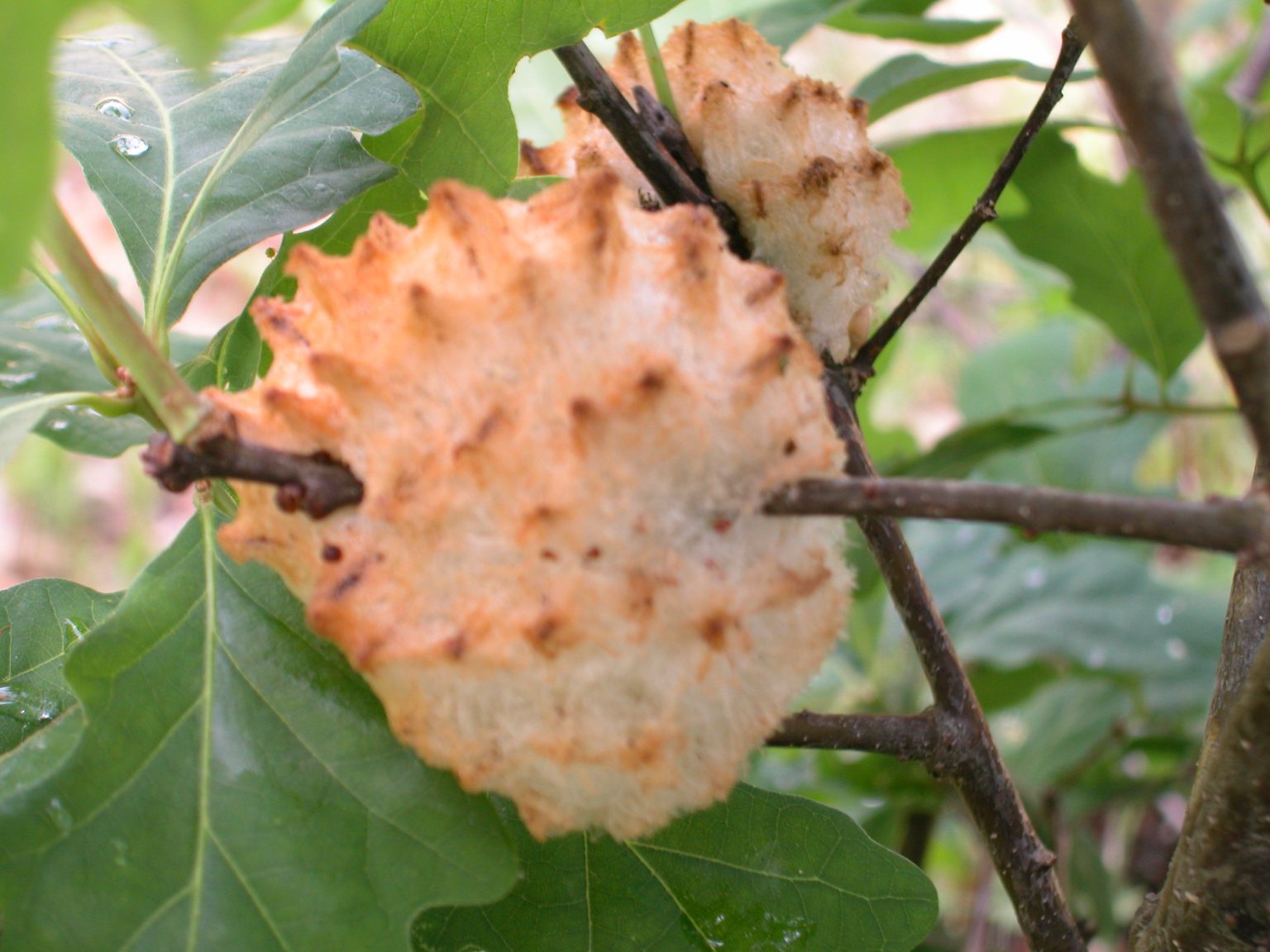 What is growing on that oak tree?