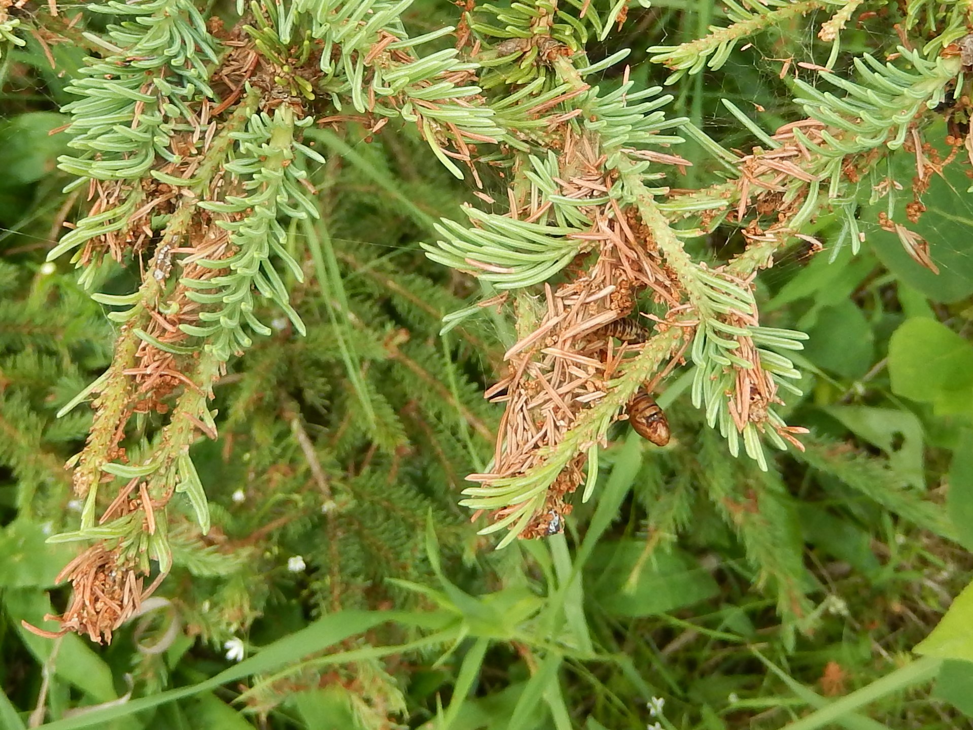 Spruce Budworm, Balsam Fir Sawfly, And Yellowheaded Spruce Sawfly