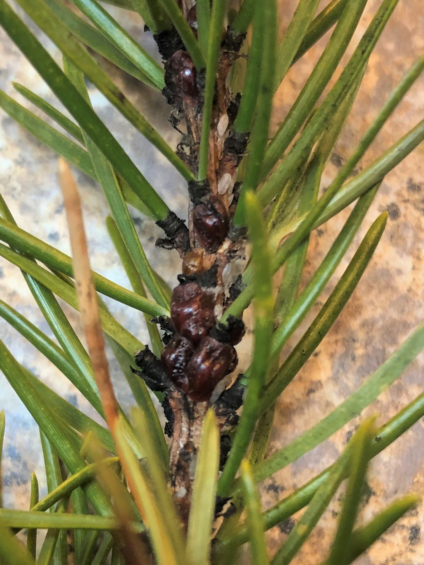 Aphids, Scales And Spittlebugs, Oh My!