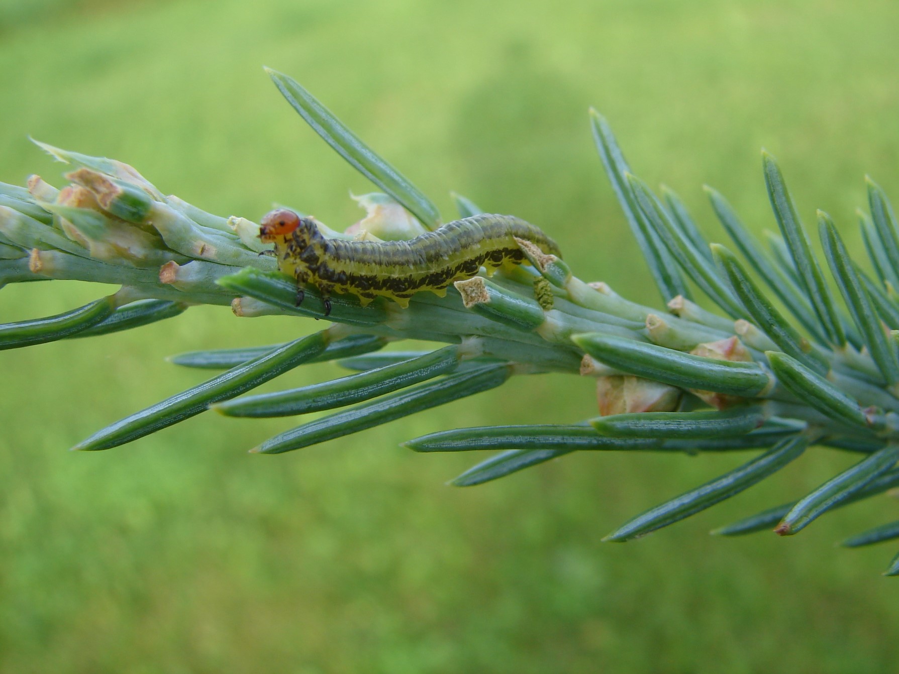 Spruce Budworm, Balsam Fir Sawfly, And Yellowheaded Spruce Sawfly