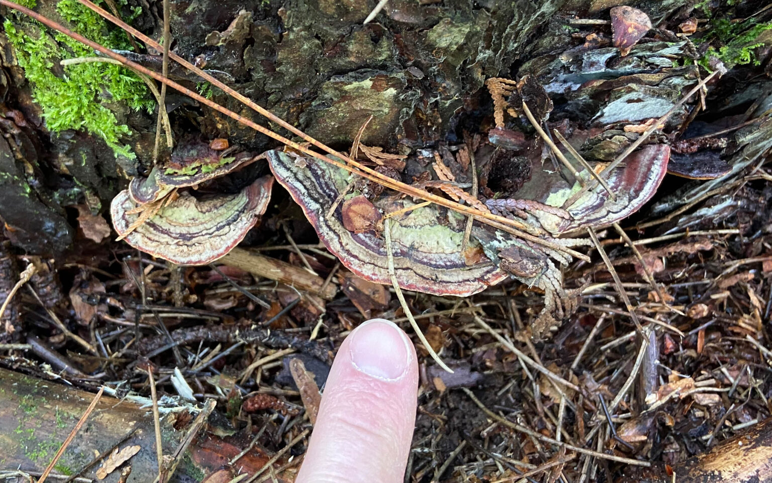 Heterobasidion Root Disease (HRD) Found In Fond Du Lac And Racine ...